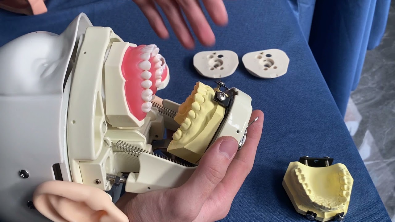 Dental simuation, education – Maplemodel medical model factory in china