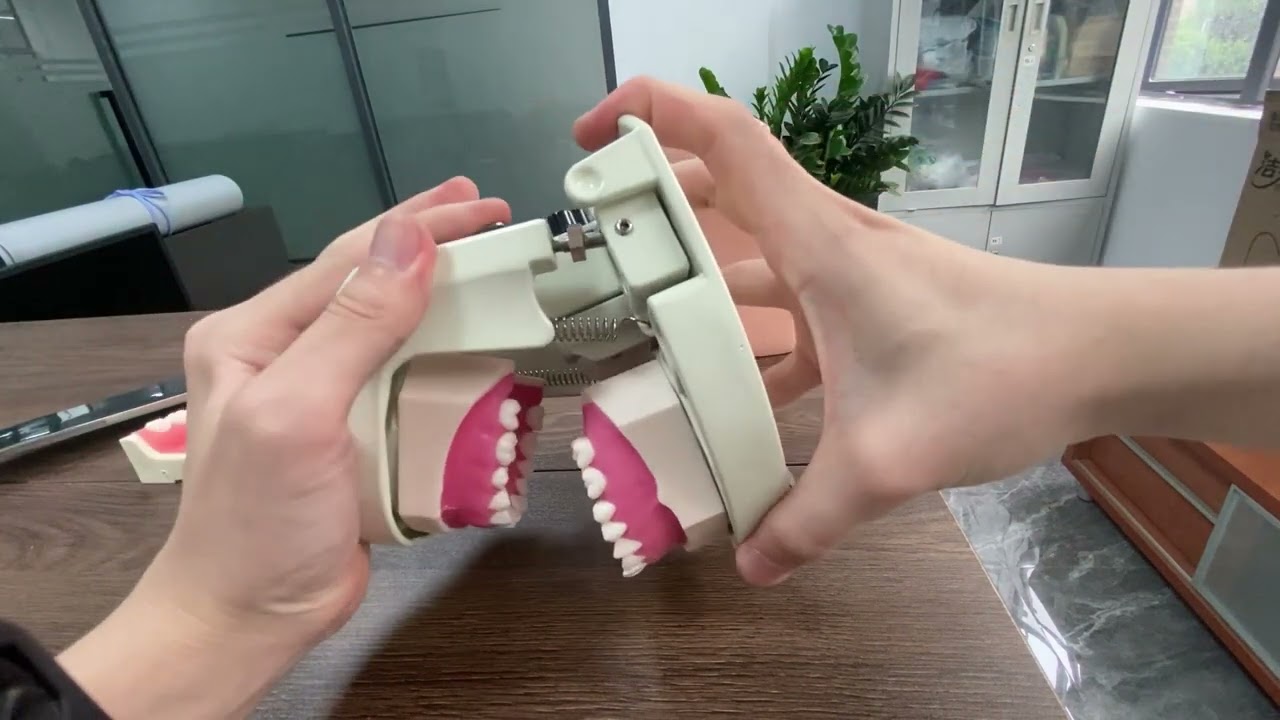 Dental teaching models for x-ray shooting models – Maplemodel medical ...