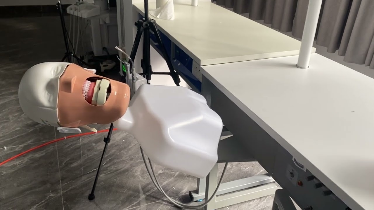 dental x-ray manikin simulator phantom head model dental simulator ...